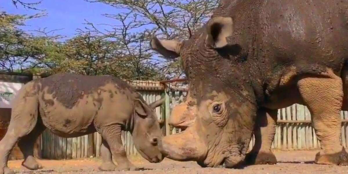 Old Rhino Meets Baby Rhino And Falls In Love - The Dodo