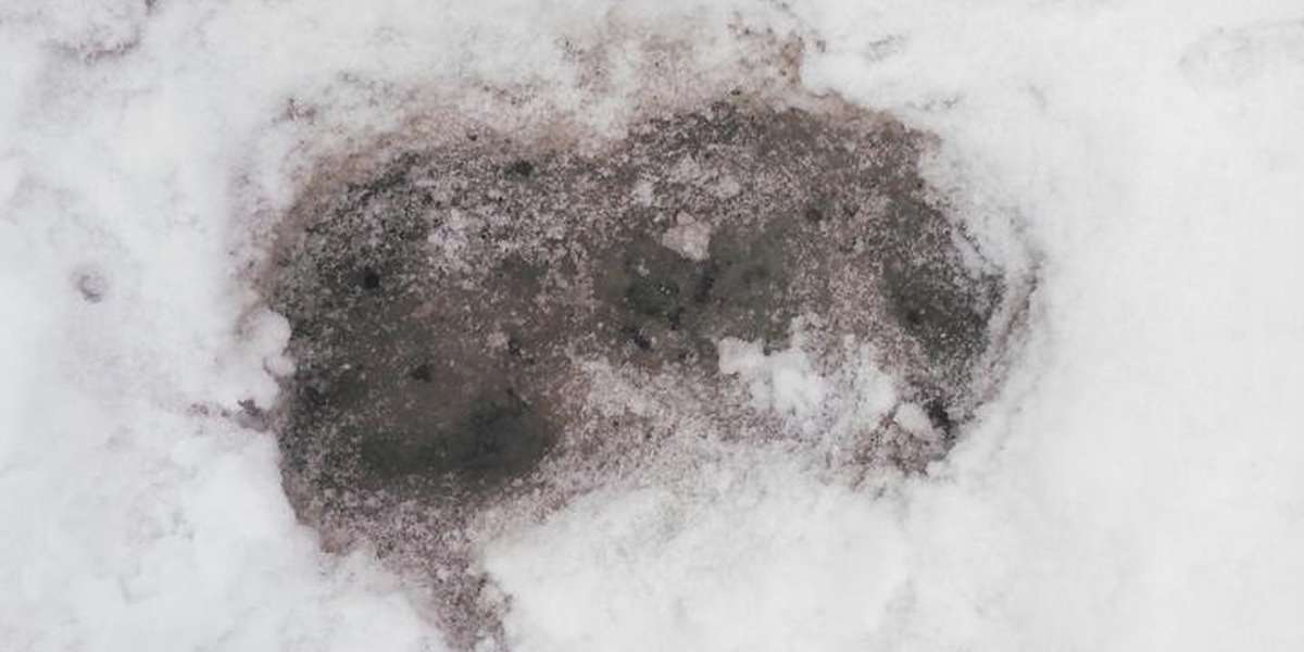 'Miracle' Cat Found Frozen To Ground Makes A Speedy Recovery - The Dodo