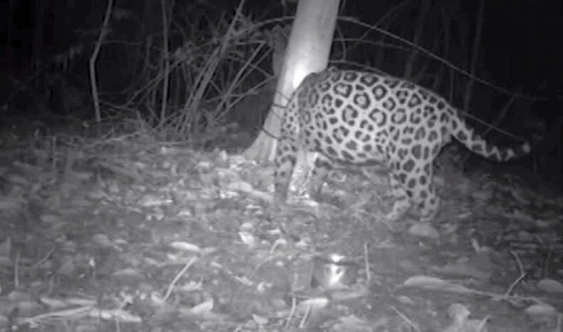 Jaguar’s Carefree Selfie Session Caught On Amazon Forest Cam - The Dodo