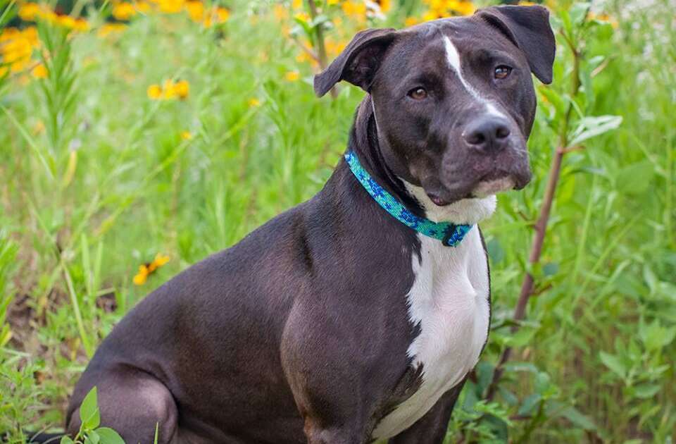 Stunning Portraits Show Just How Gentle Pit Bulls Are - The Dodo