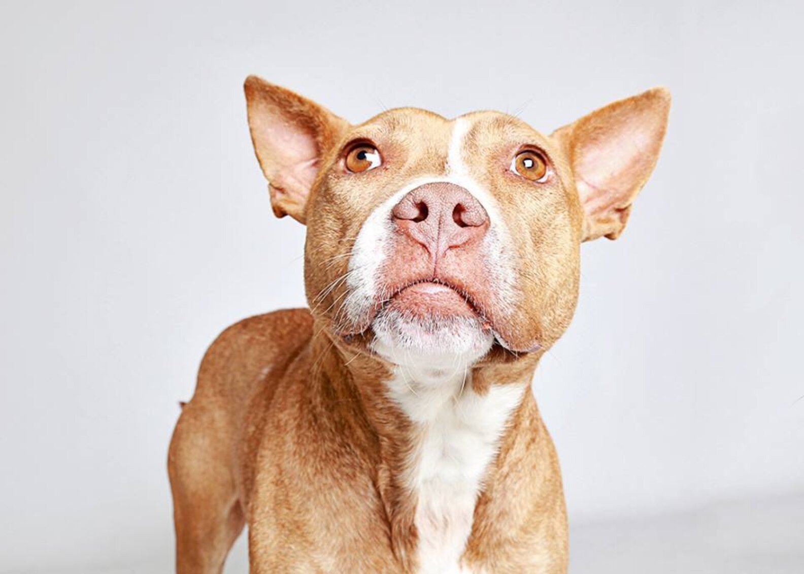 Stunning Portraits Show Just How Gentle Pit Bulls Are - The Dodo