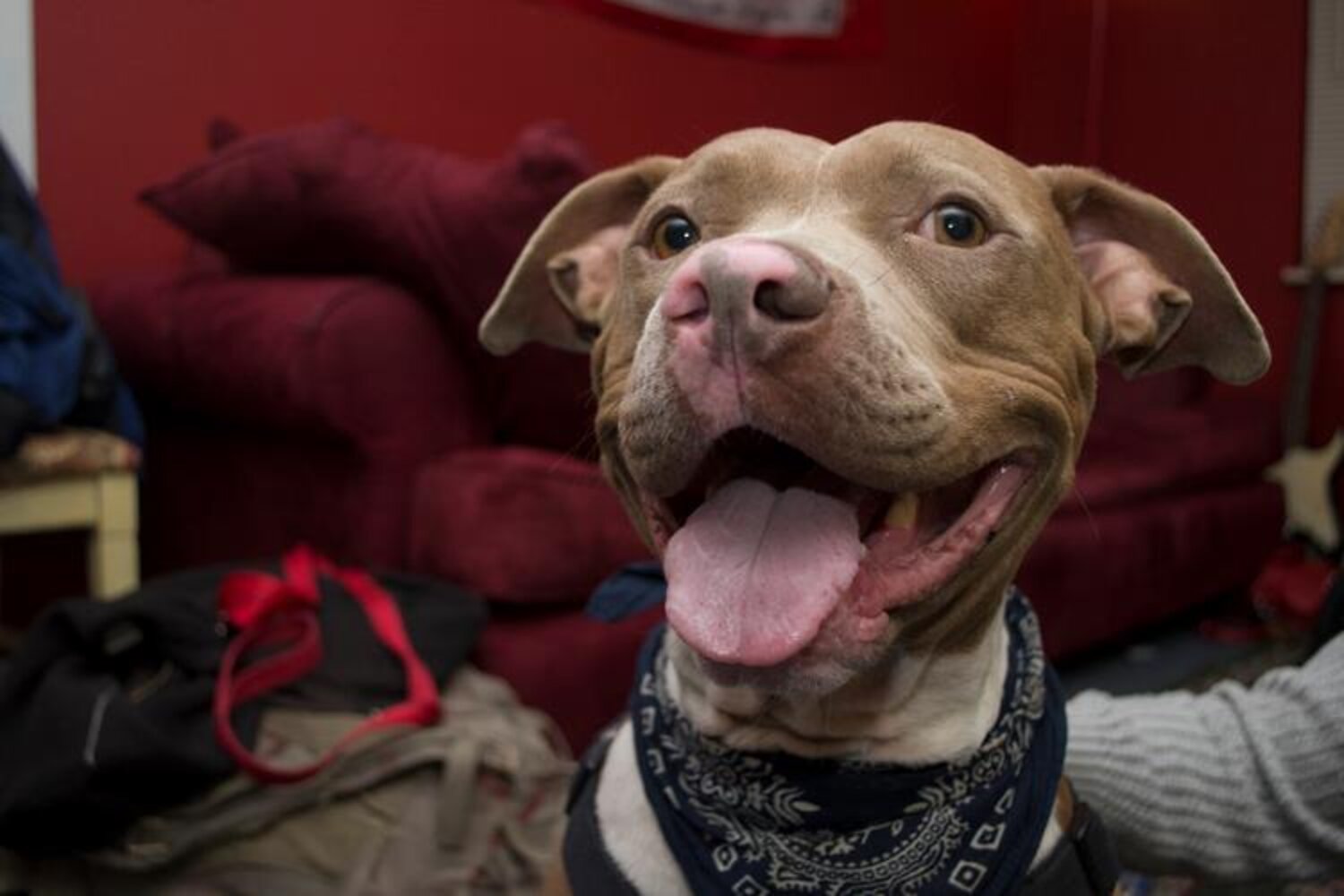 Stunning Portraits Show Just How Gentle Pit Bulls Are - The Dodo