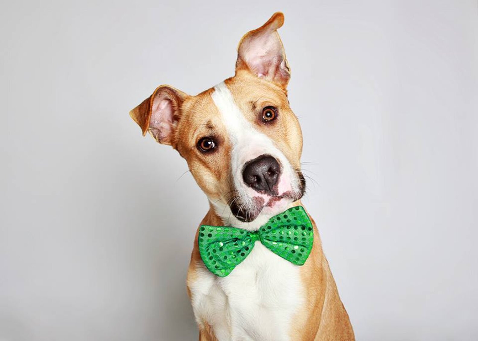 Stunning Portraits Show Just How Gentle Pit Bulls Are - The Dodo