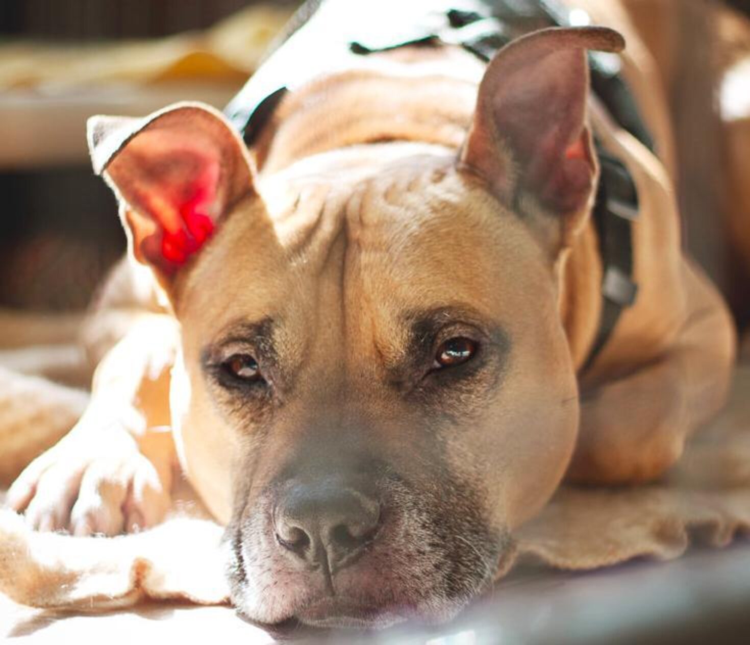 Stunning Portraits Show Just How Gentle Pit Bulls Are - The Dodo