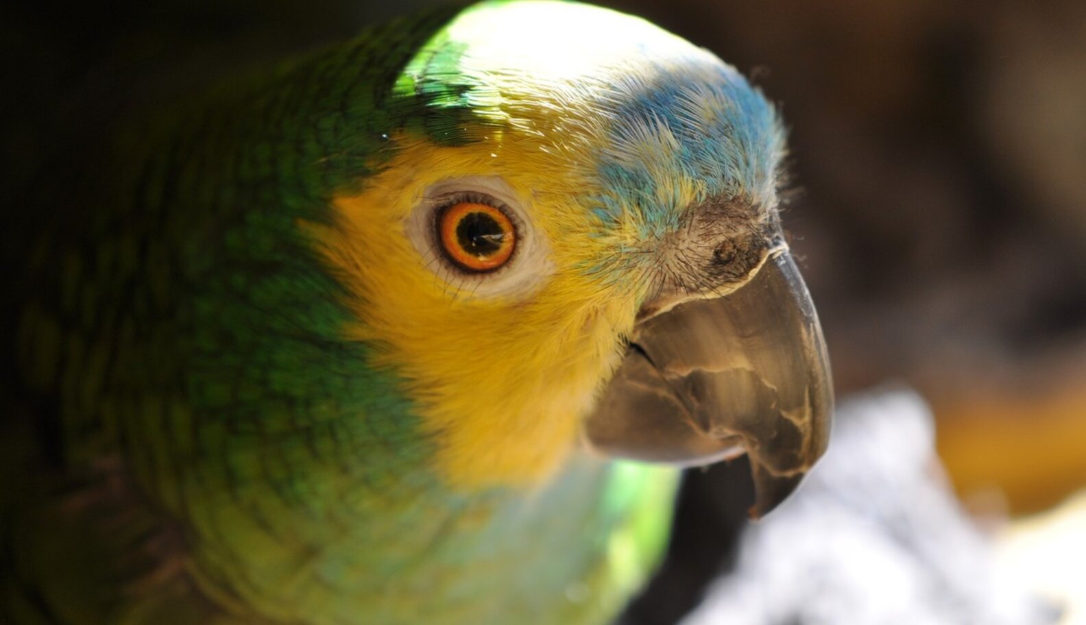 Victim's Pet Parrot Helps Solve Murder Case - The Dodo