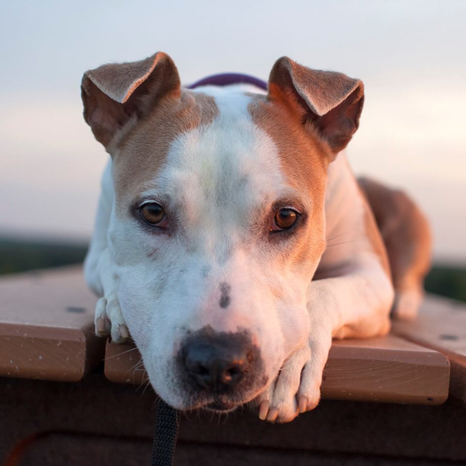 Stunning Portraits Show Just How Gentle Pit Bulls Are - The Dodo