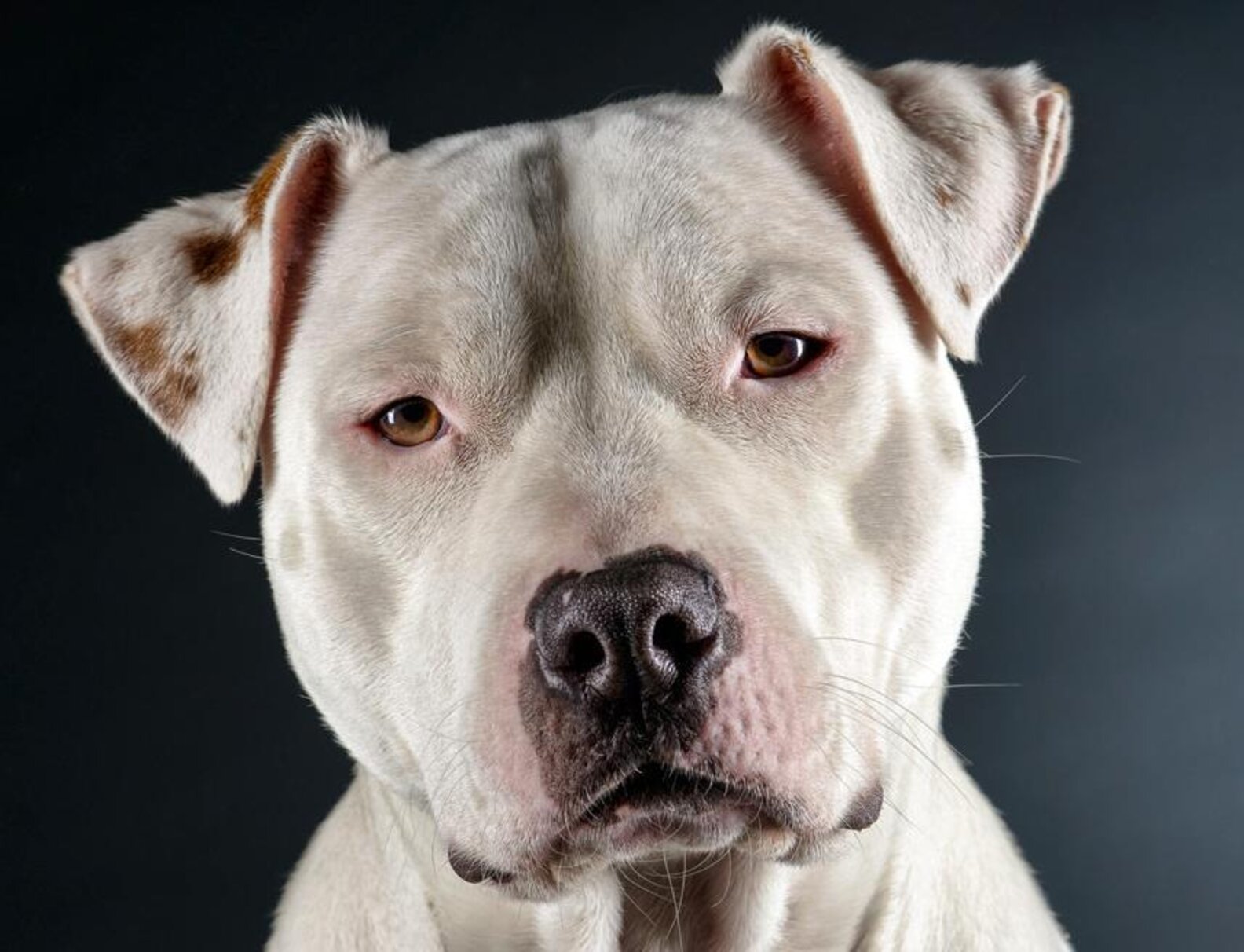 Stunning Portraits Show Just How Gentle Pit Bulls Are - The Dodo