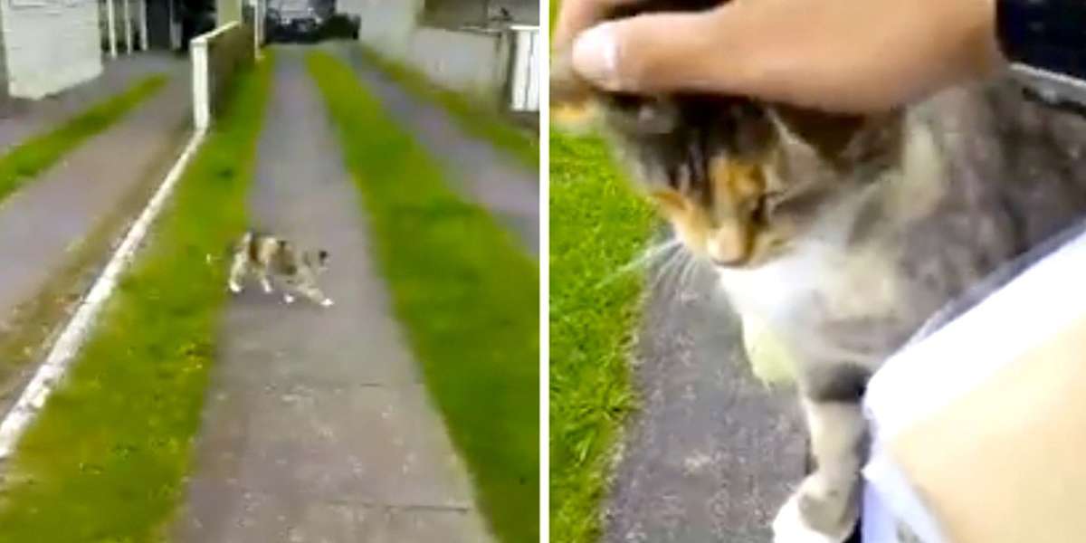 Cat Chases Down Mailman Every Day Demanding To Be Pet - The Dodo