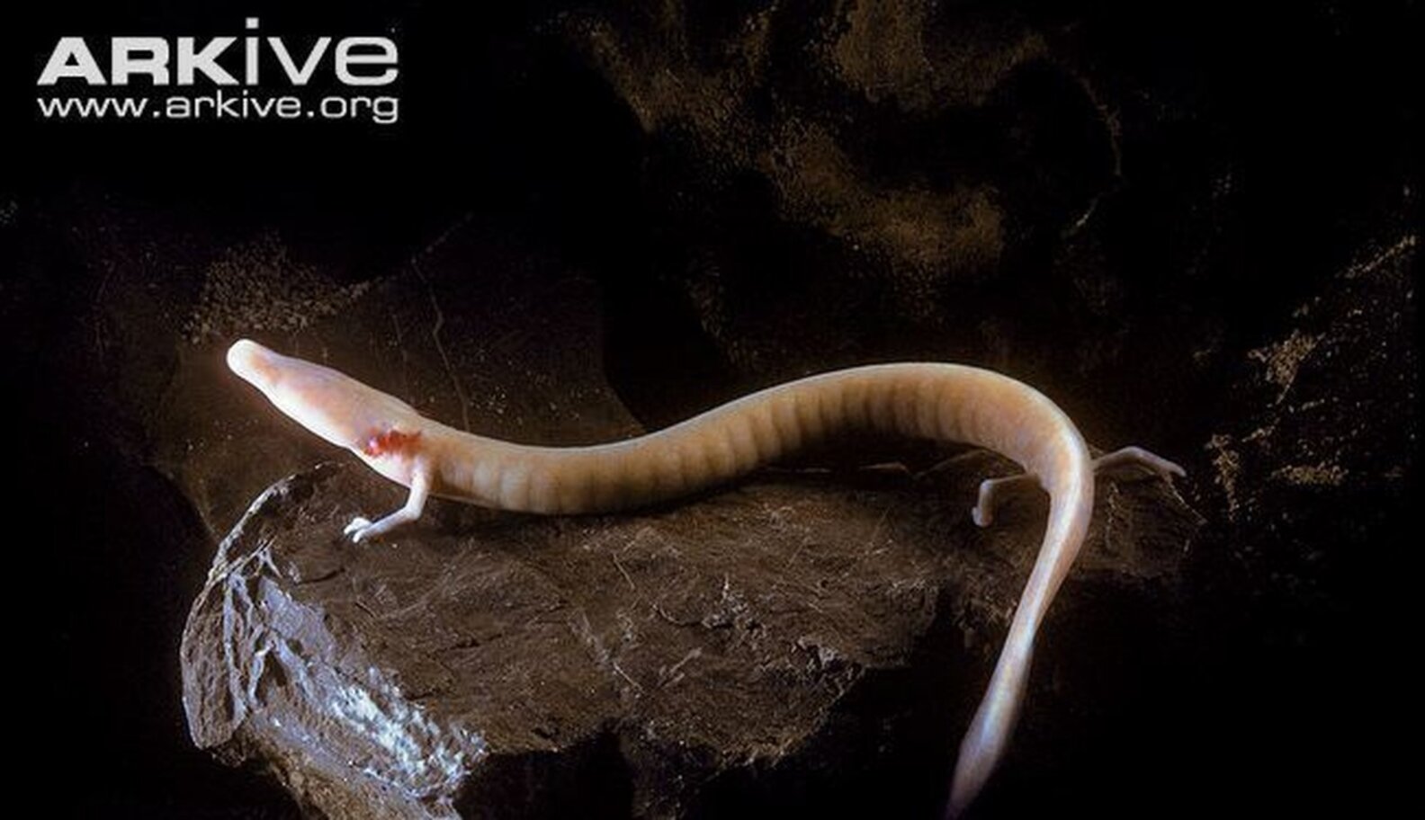 Scientific breakthrough reveals evidence of 'human fish' locked away in ...