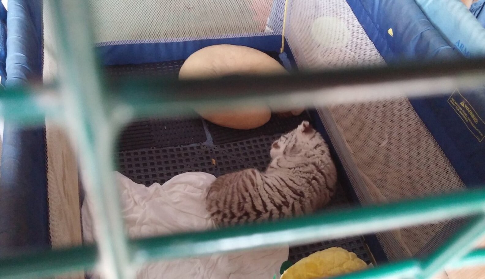 Animal Sanctuary or Breeding Zoo? - The Dodo