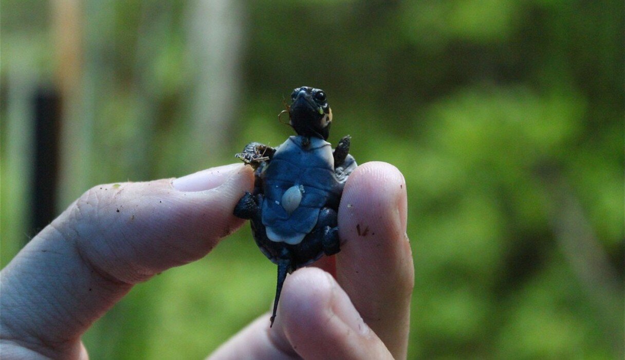 5 Animals Feeling The Most Heat From Climate Change - The Dodo