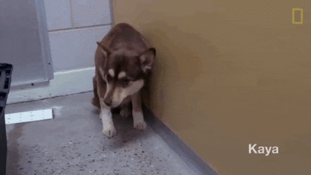 Even The Most Abused Dogs Can Learn To Love Again - The Dodo