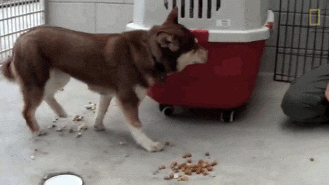 Even The Most Abused Dogs Can Learn To Love Again - The Dodo