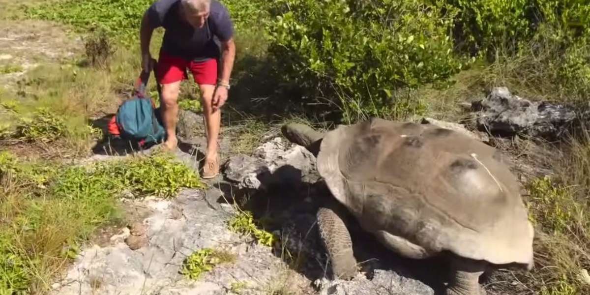 Giant Tortoise Chases Pesky Film Crew For Bothering Him And His Gal ...