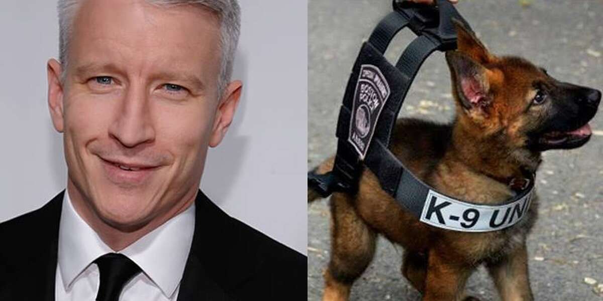 Anderson Cooper Does The Best Thing To Honor Fallen Police Dog - The Dodo