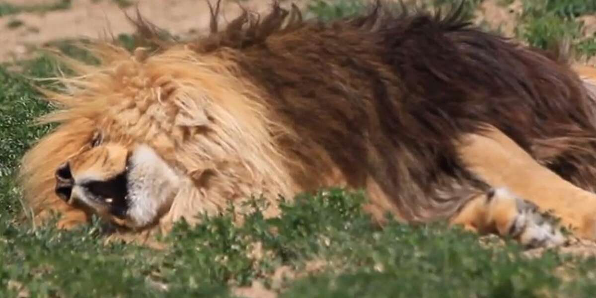 This Is The Sound Of A Lion Snoring — And It's Adorable - The Dodo