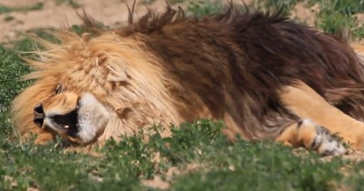 This Is The Sound Of A Lion Snoring — And It's Adorable - The Dodo