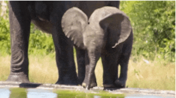 Apparently, Nobody Told This Baby Elephant How To Drink With His Trunk ...