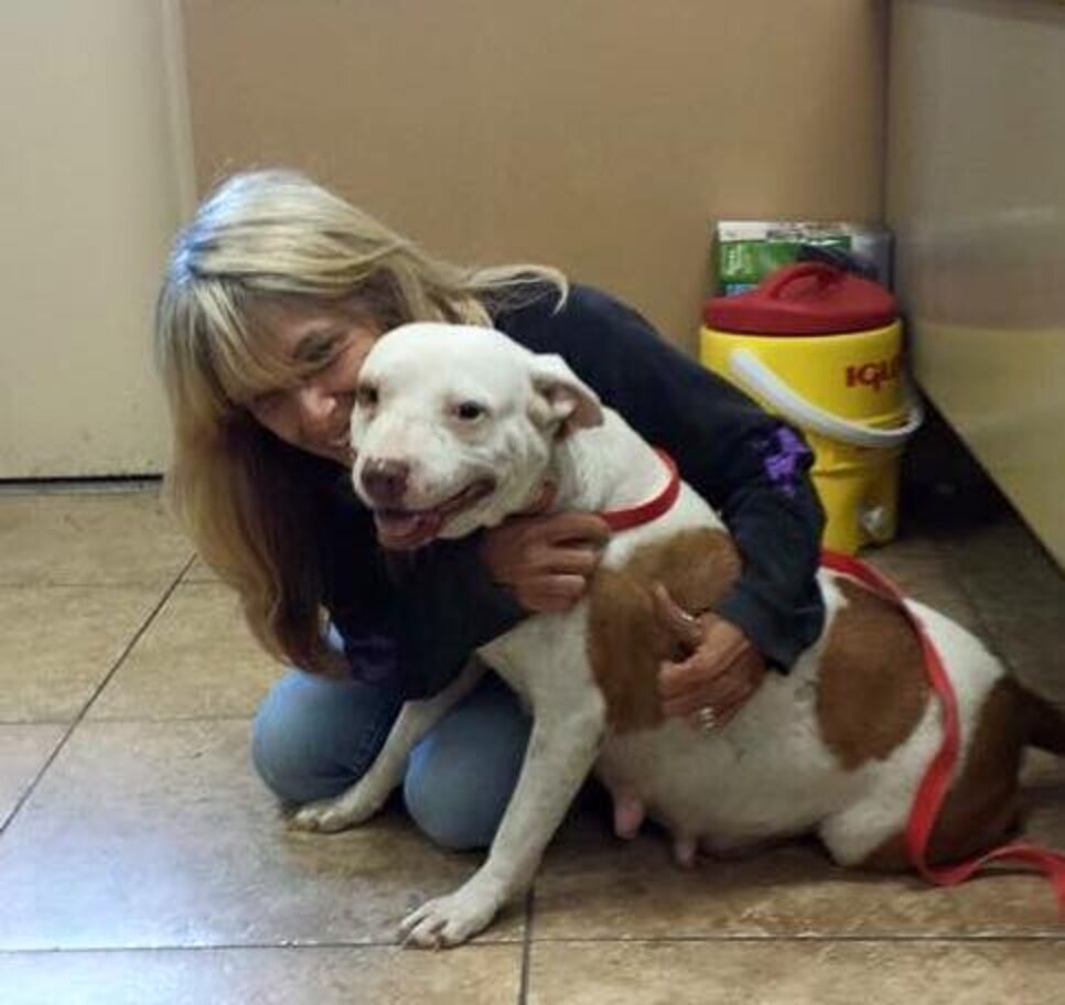 Dog Chained Up And Used For Breeding Gives Birth For The Last Time Ever ...