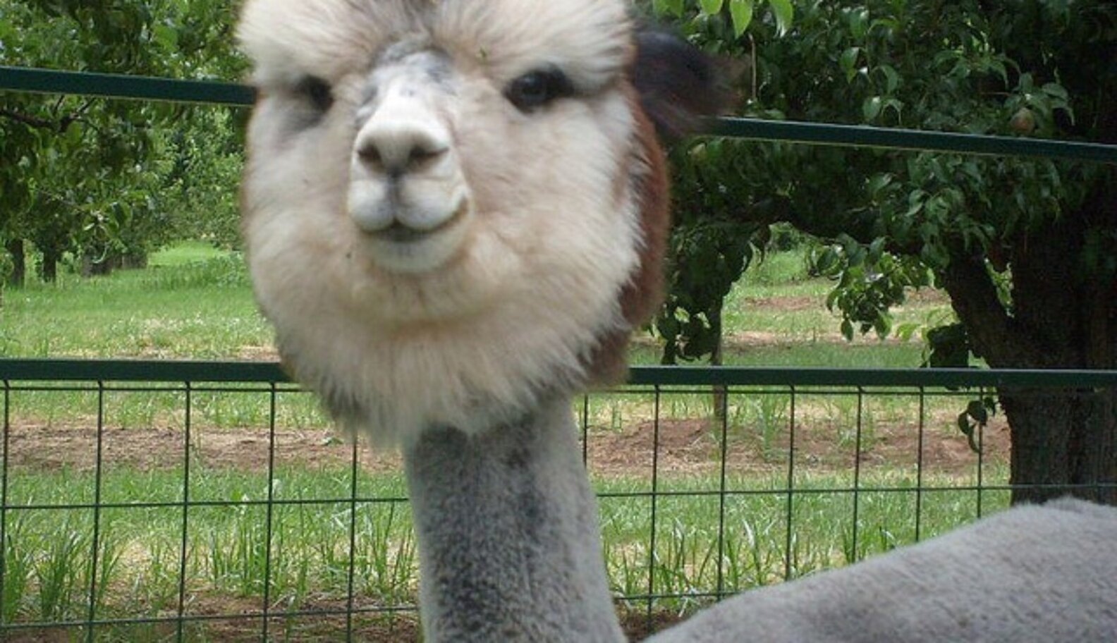 Here Are 12 Shaved Alpacas That Will Change The Way You Look At The ...