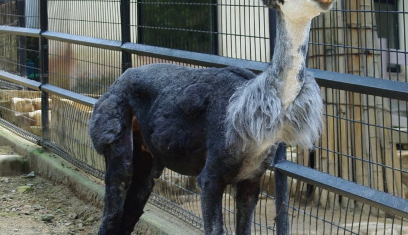 Here Are 12 Shaved Alpacas That Will Change The Way You Look At The ...