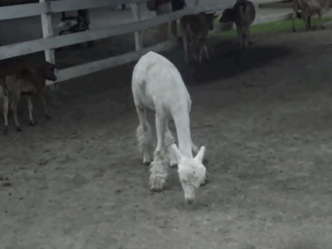 Here Are 12 Shaved Alpacas That Will Change The Way You Look At The ...