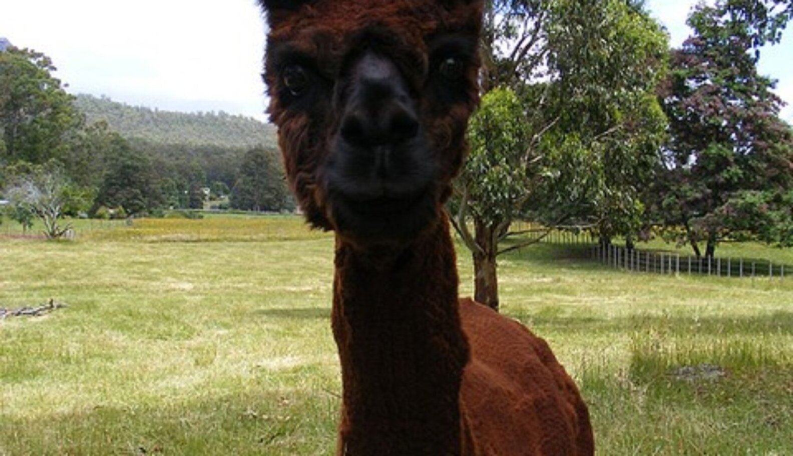 Here Are 12 Shaved Alpacas That Will Change The Way You Look At The ...