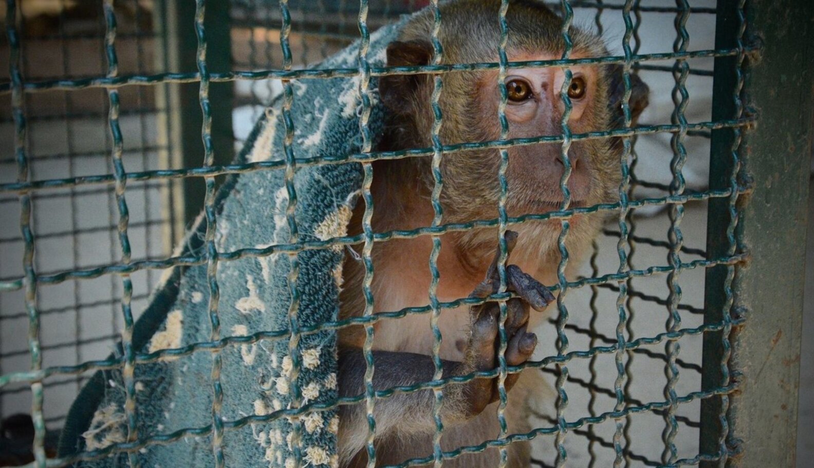 Ex Zoo Monkey Meets Love Of His Life After Waiting 12 Long Years - The Dodo