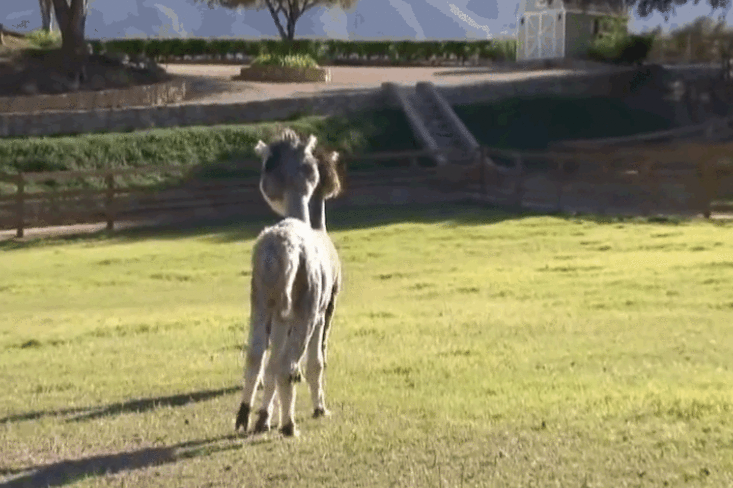 Here Are 12 Shaved Alpacas That Will Change The Way You Look At The ...