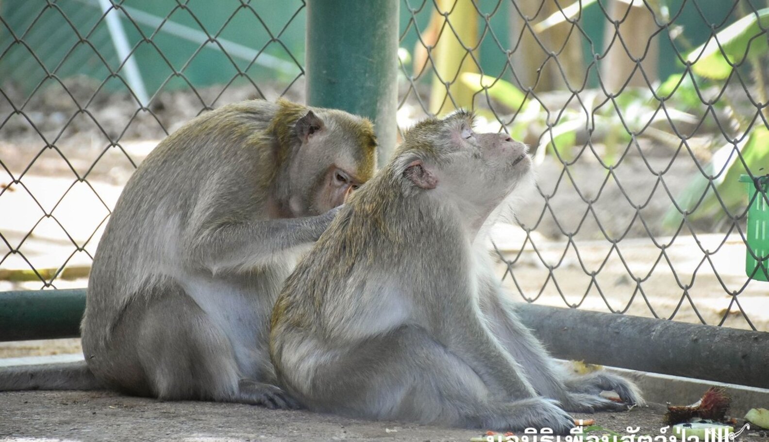 Ex Zoo Monkey Meets Love Of His Life After Waiting 12 Long Years - The Dodo
