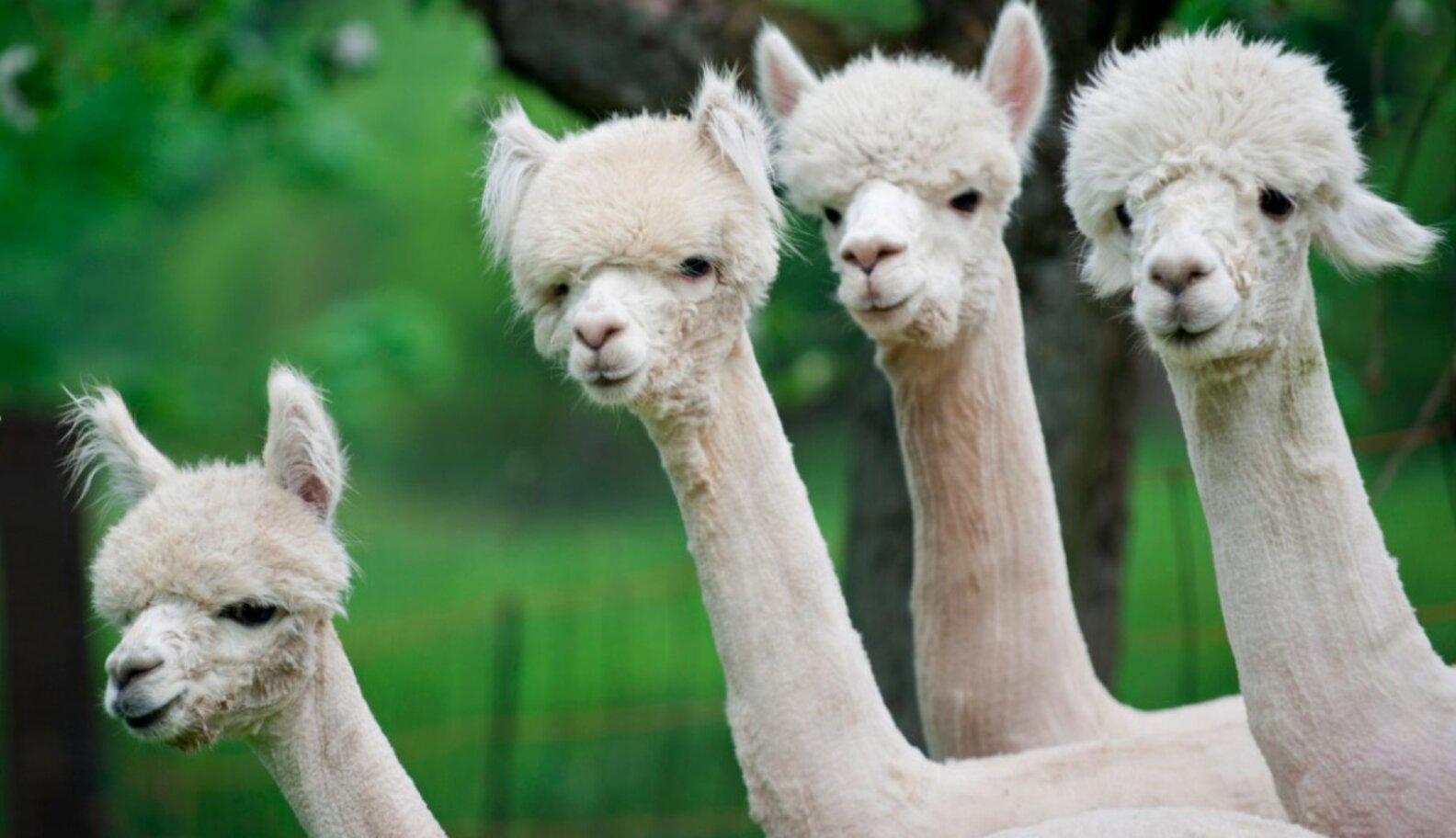 Here Are 12 Shaved Alpacas That Will Change The Way You Look At The ...