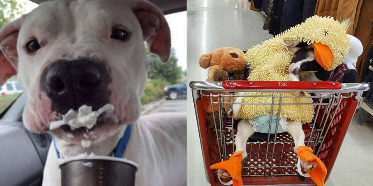 12 Amazing Things People Have Done For Animals This Year - The Dodo