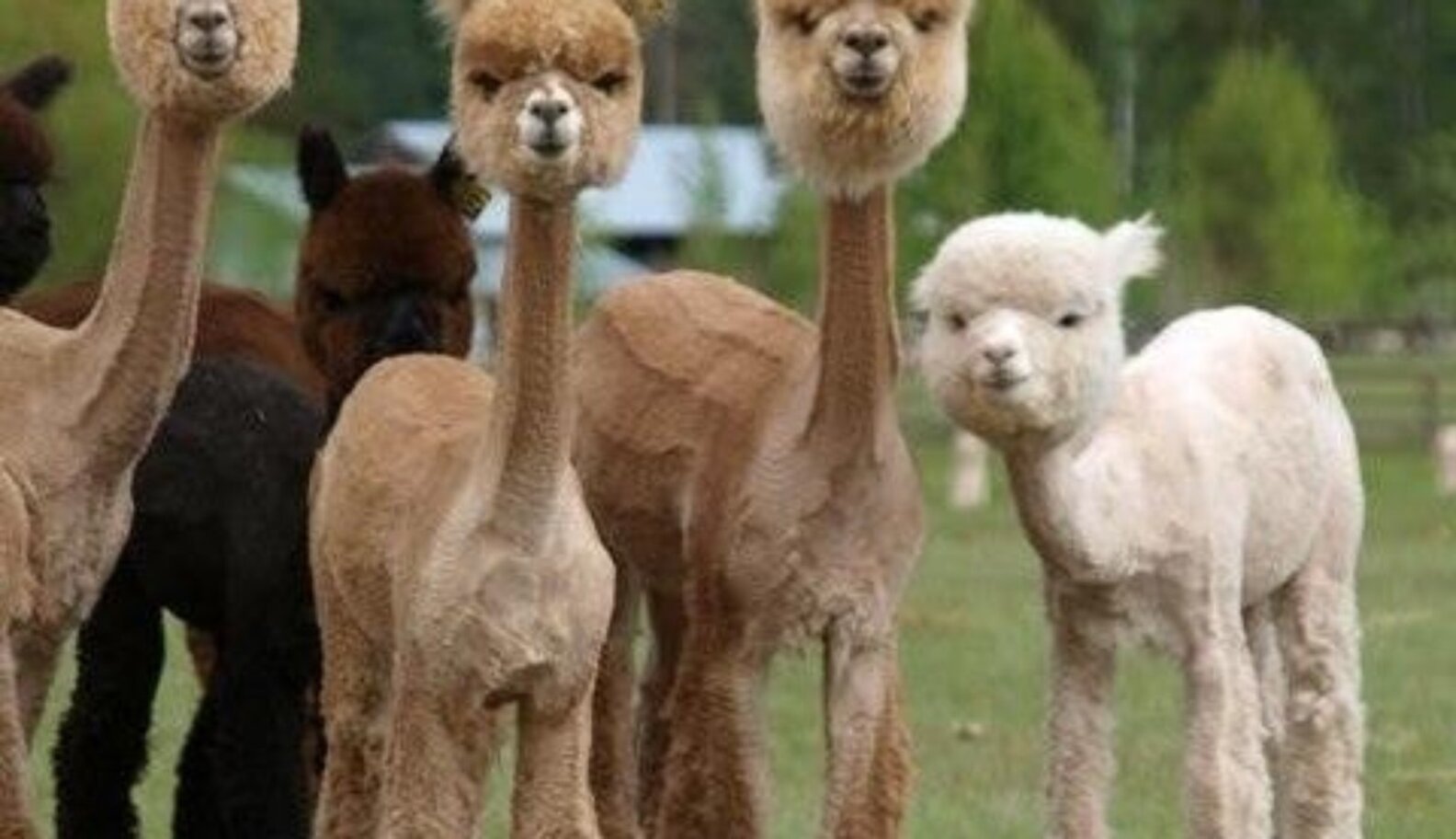 Here Are 12 Shaved Alpacas That Will Change The Way You Look At The ...