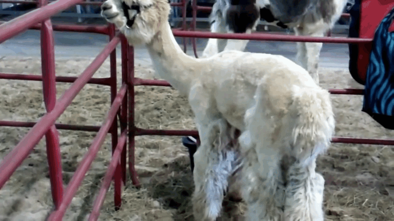 Here Are 12 Shaved Alpacas That Will Change The Way You Look At The ...