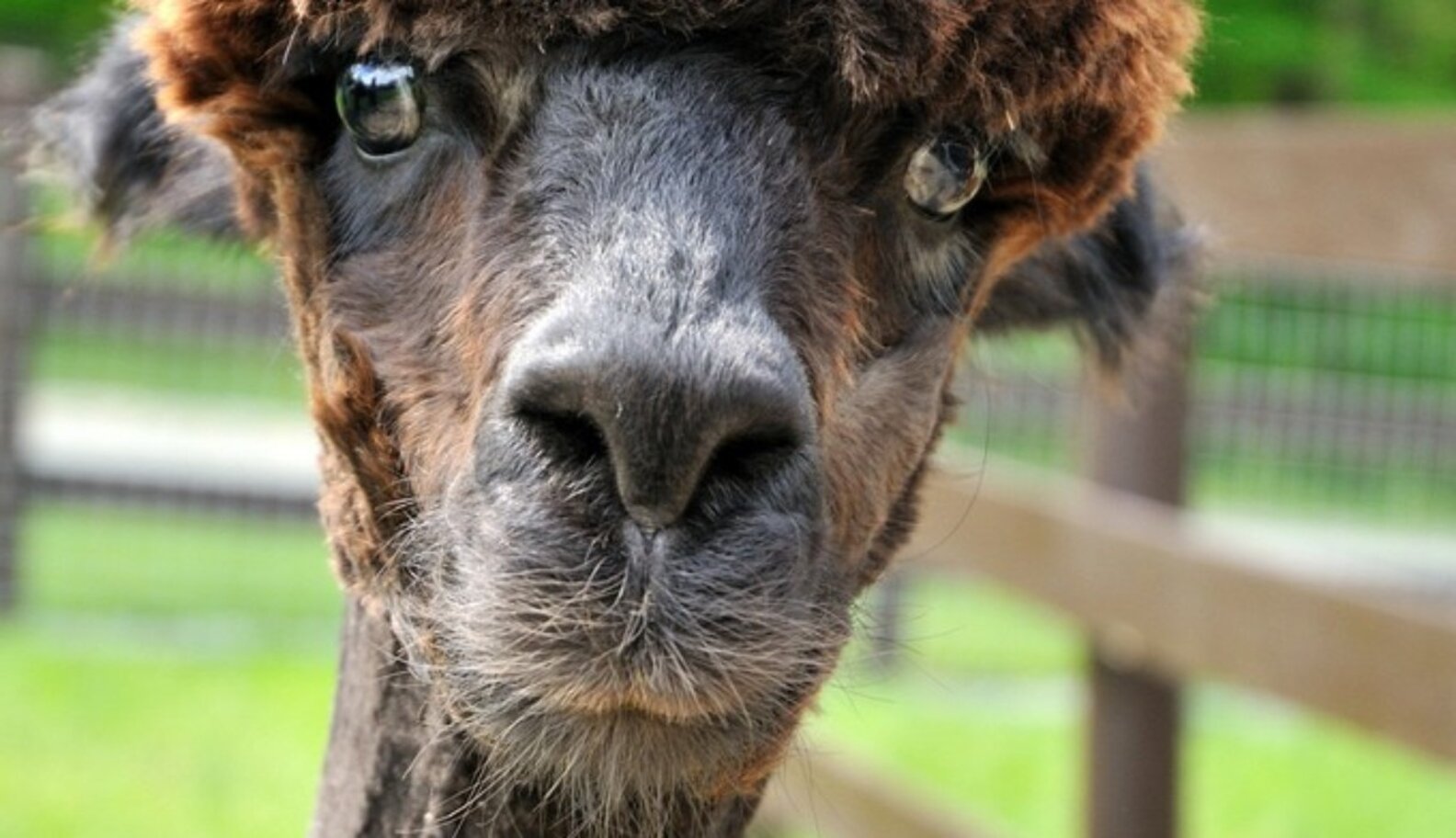 Here Are 12 Shaved Alpacas That Will Change The Way You Look At The ...