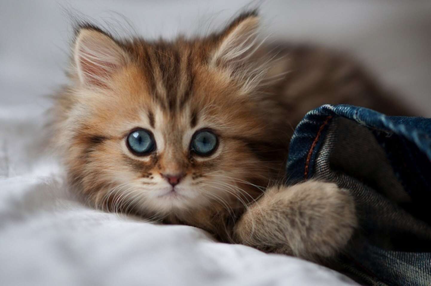 The Most Popular Cat Names In Japan The Dodo The Most Popular Cat Names In Japan The Dodo