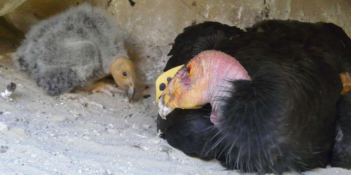 Critically Endangered Condors Seen Raising A Chick In Utah For The ...