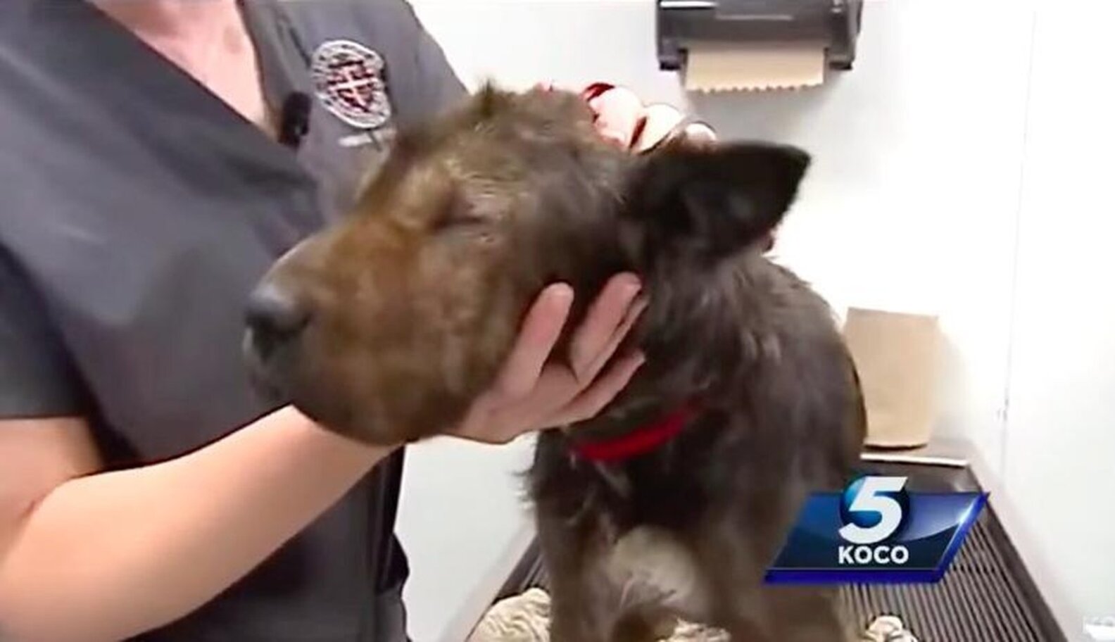 Dog Without Eyes Just Needs Family Who Will Understand Her - The Dodo