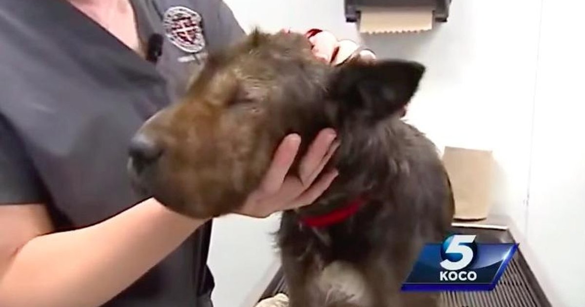 Dog Without Eyes Just Needs Family Who Will Understand Her - The Dodo