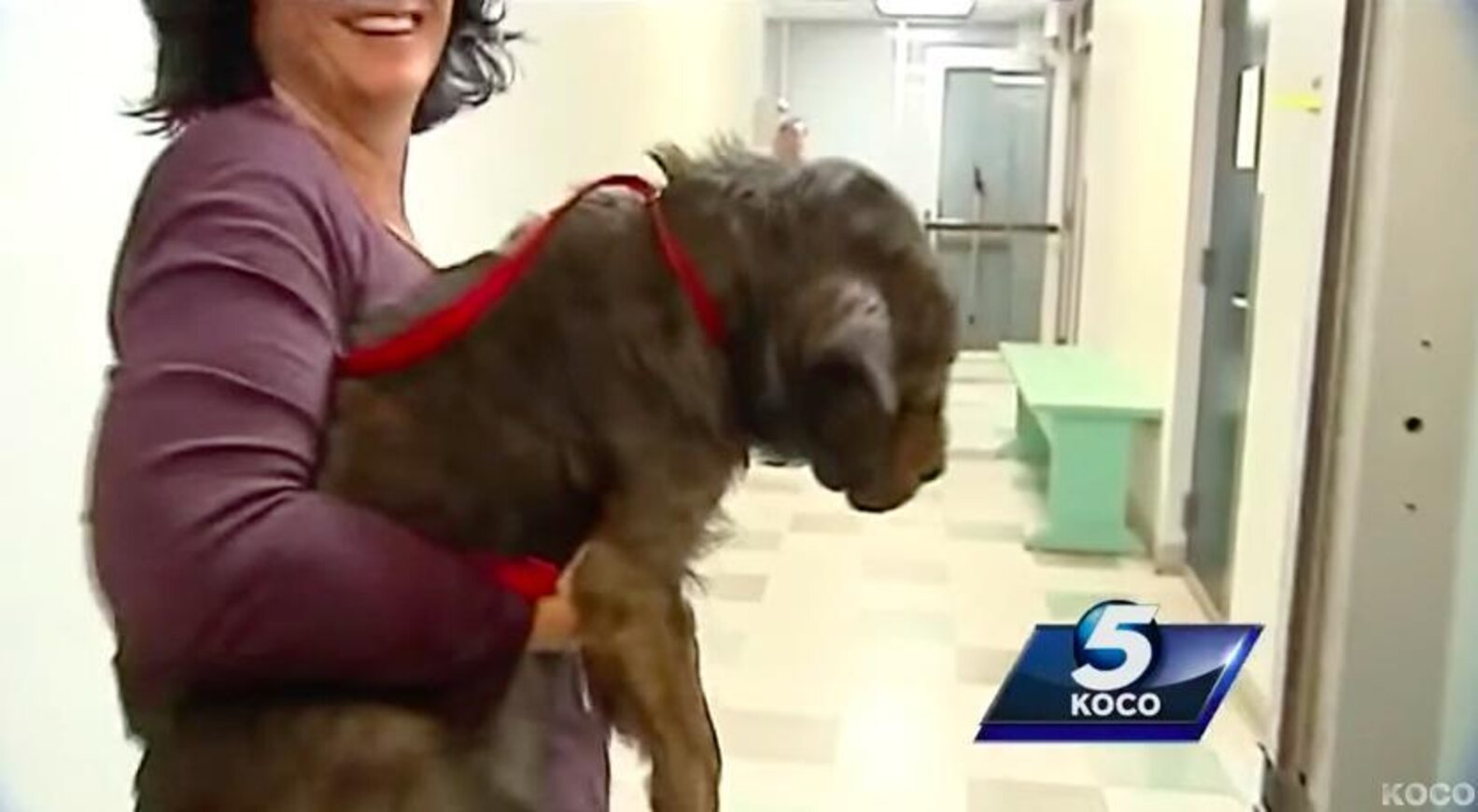 Dog Without Eyes Just Needs Family Who Will Understand Her - The Dodo