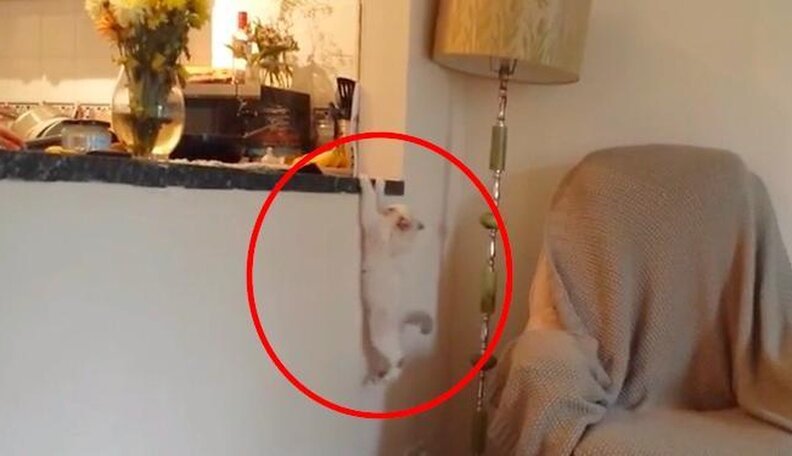 Tiny Kitten Struggles Valiantly To Make It Onto Counter - The Dodo