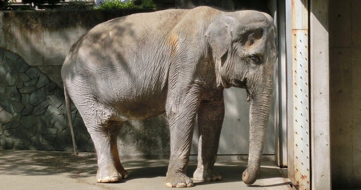 World’s Saddest Elephant Dies After 60 Years Alone In Her Cell - The Dodo