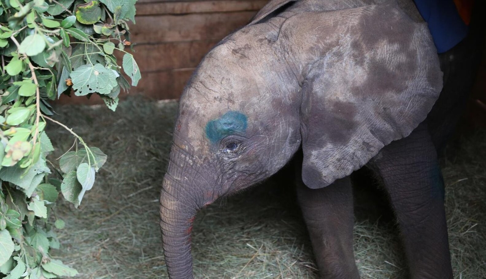 Bruised Baby Elephant Cries For Her Family During Dramatic Rescue - The ...