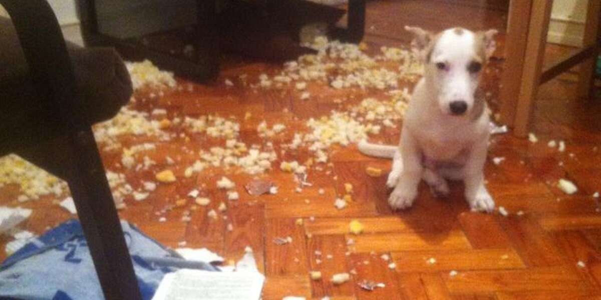 12 Signs Dogs Have Taken Over Your House - The Dodo