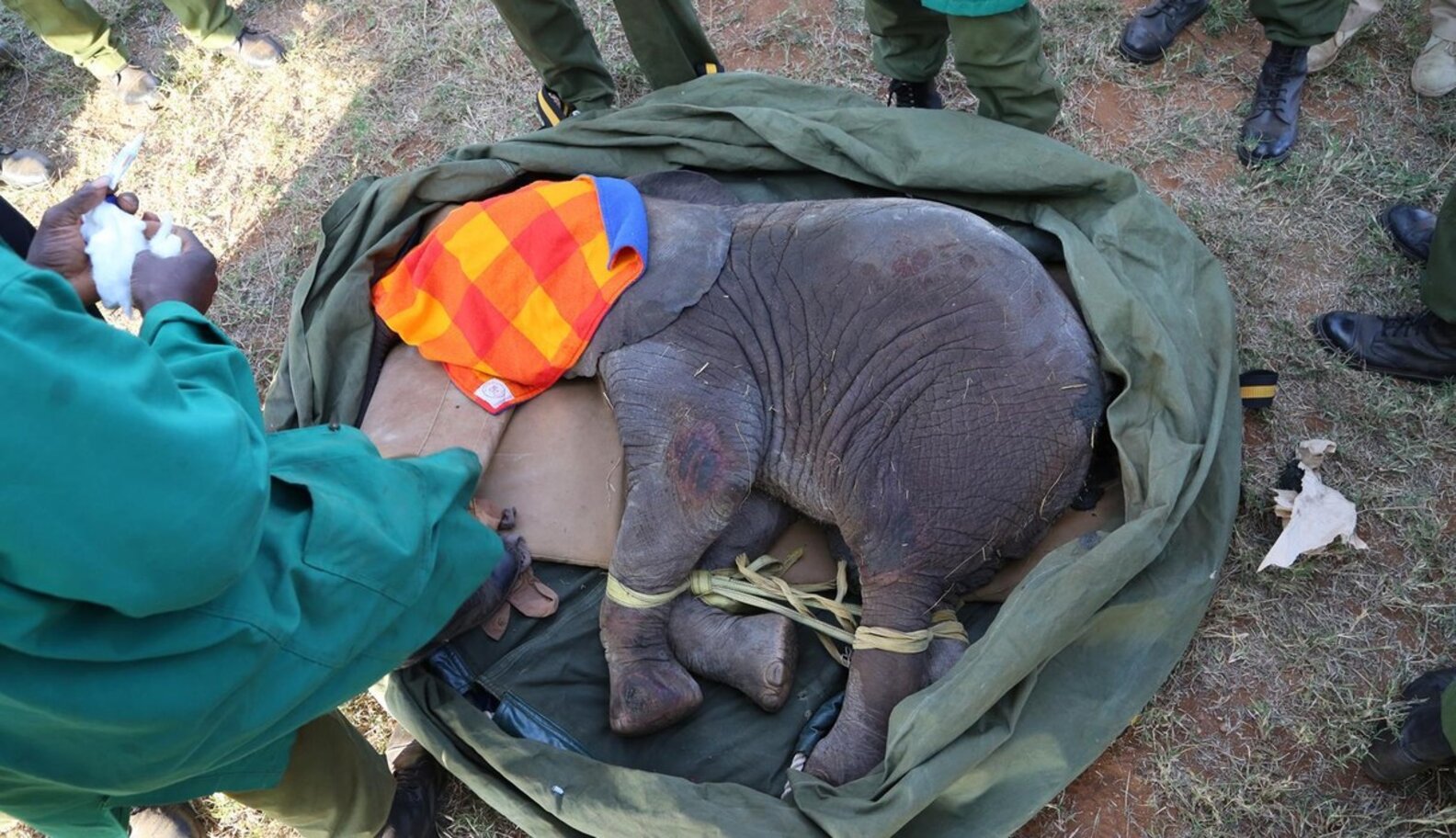 Bruised Baby Elephant Cries For Her Family During Dramatic Rescue - The ...