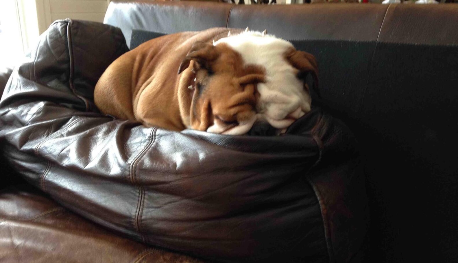 12 Signs Dogs Have Taken Over Your House - The Dodo
