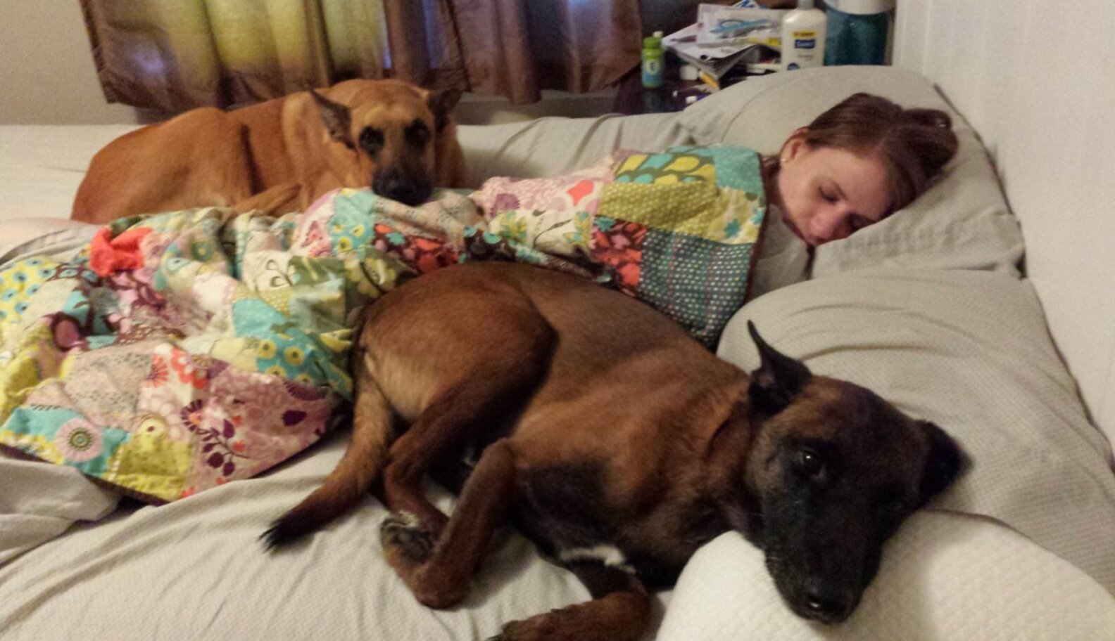 12 Signs Dogs Have Taken Over Your House - The Dodo