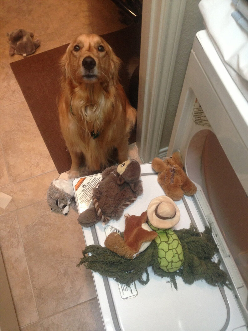 12 Signs Dogs Have Taken Over Your House - The Dodo