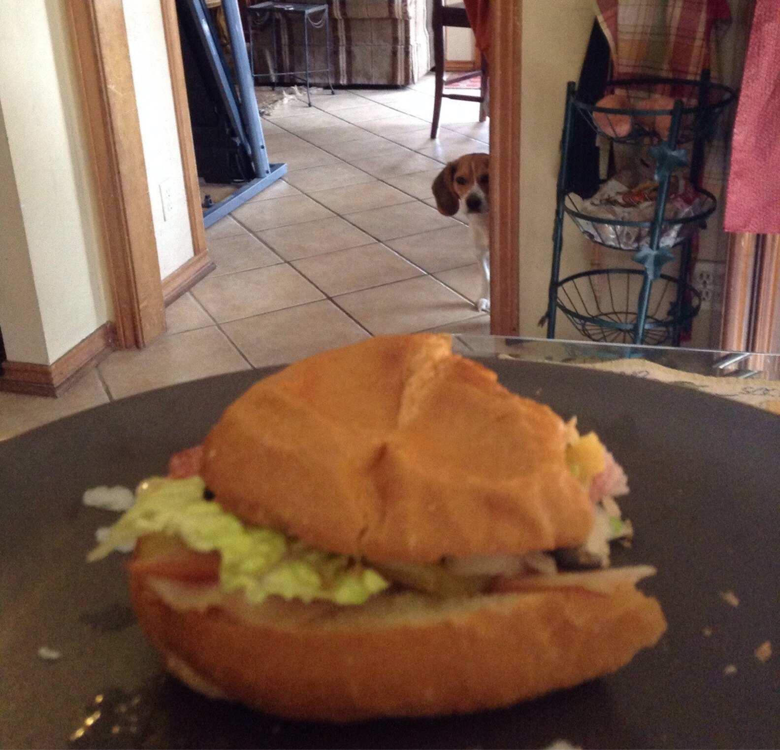 12 Signs Dogs Have Taken Over Your House - The Dodo