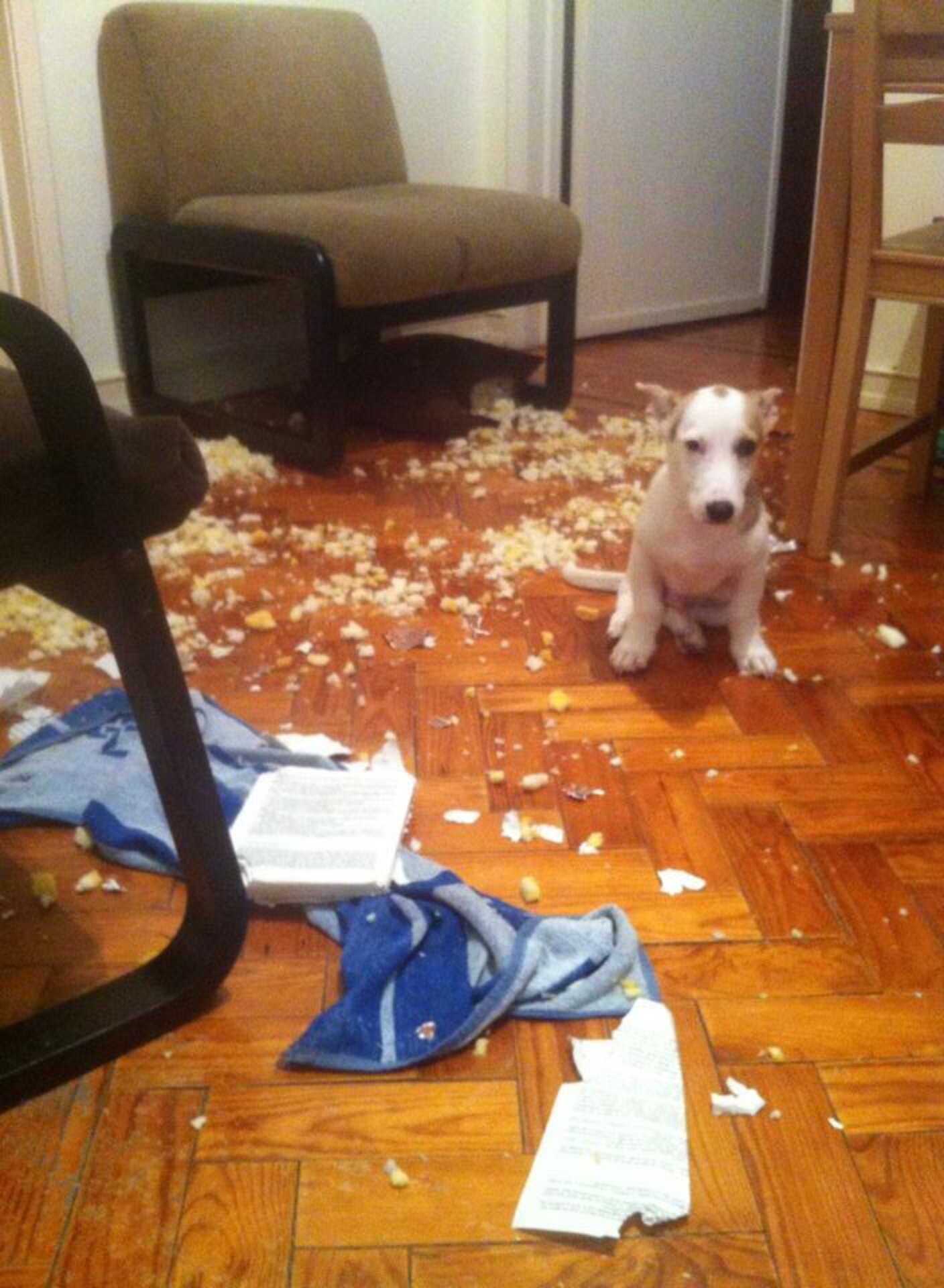 12 Signs Dogs Have Taken Over Your House - The Dodo